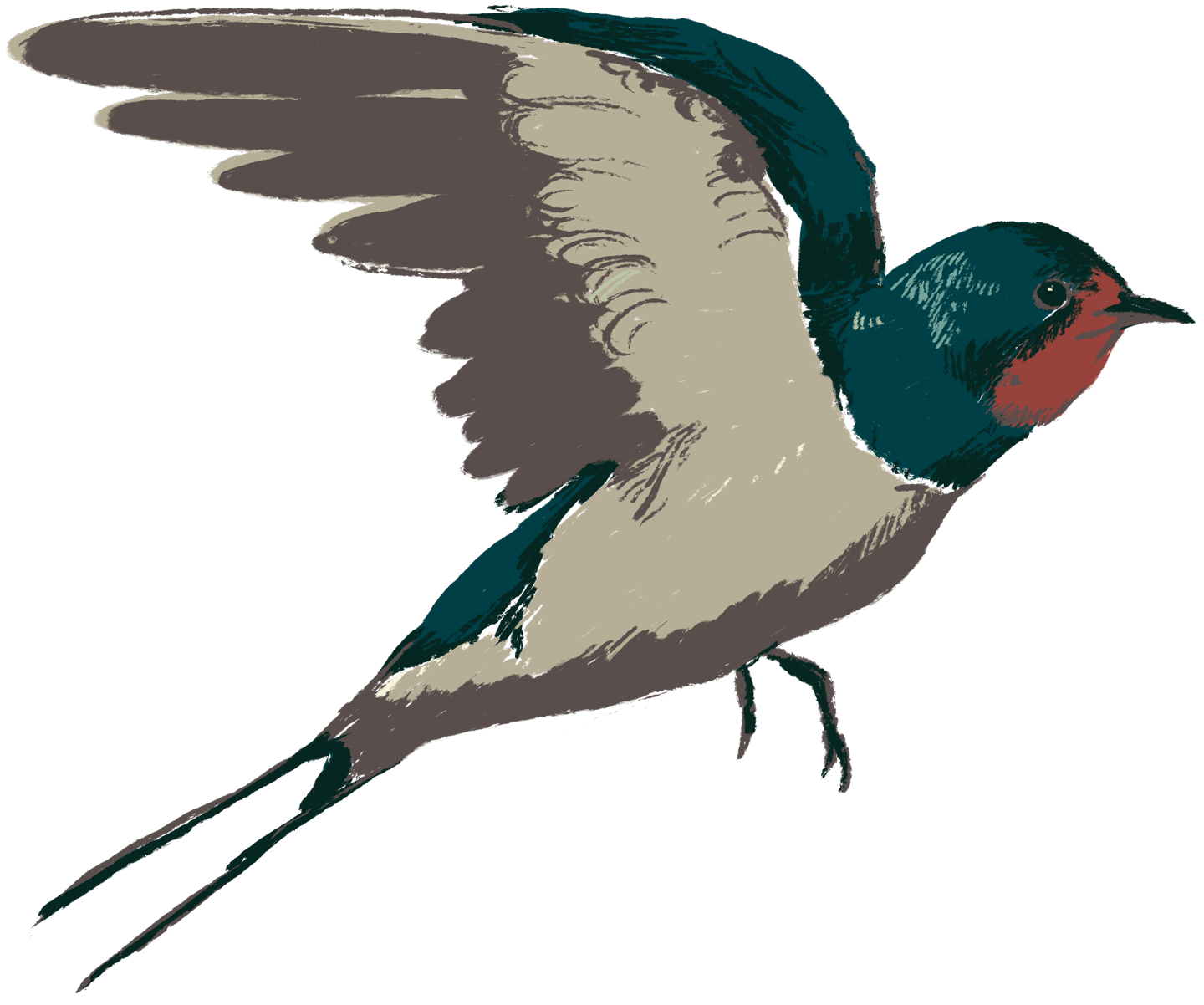 Barn Swallow - The BC Bird Trail