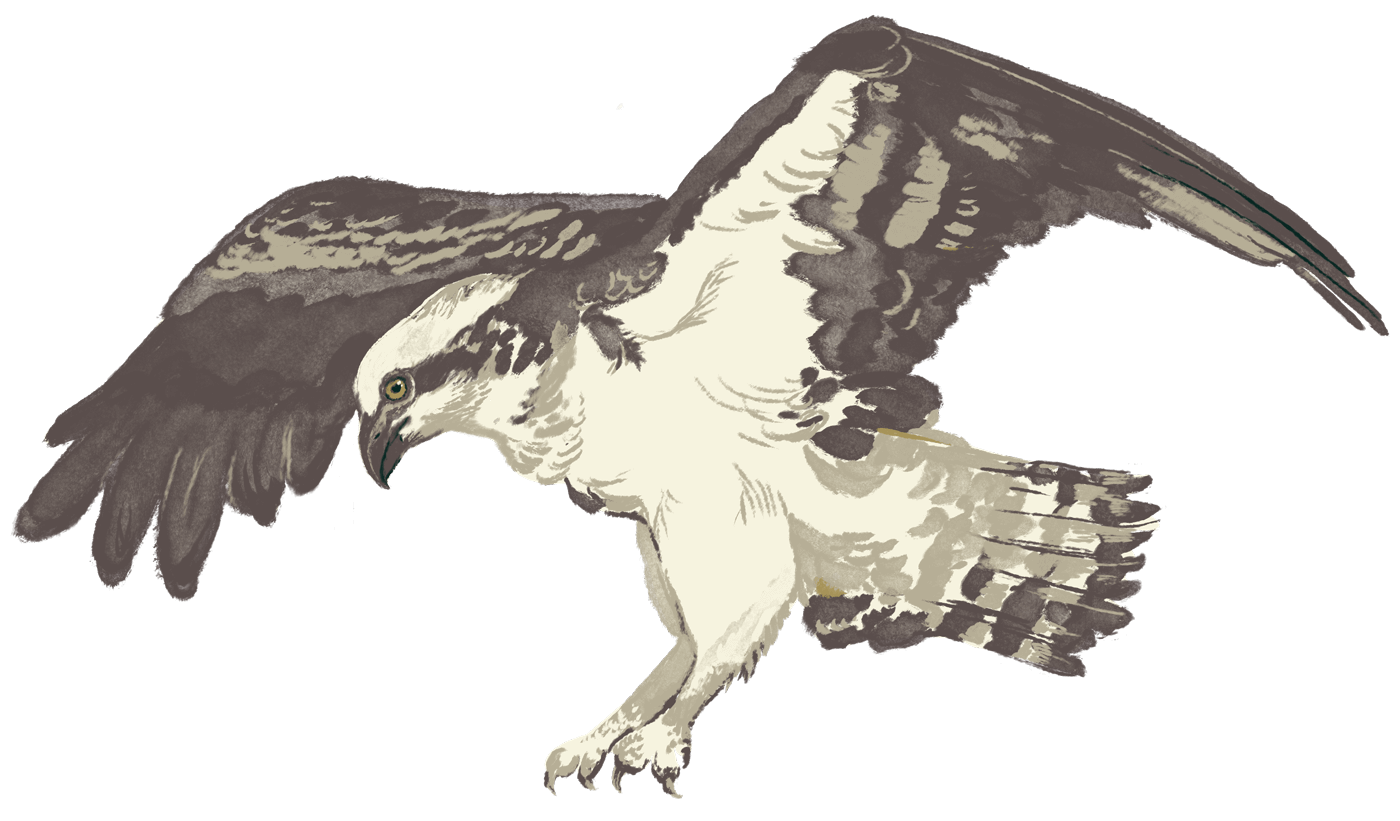 Osprey - The BC Bird Trail